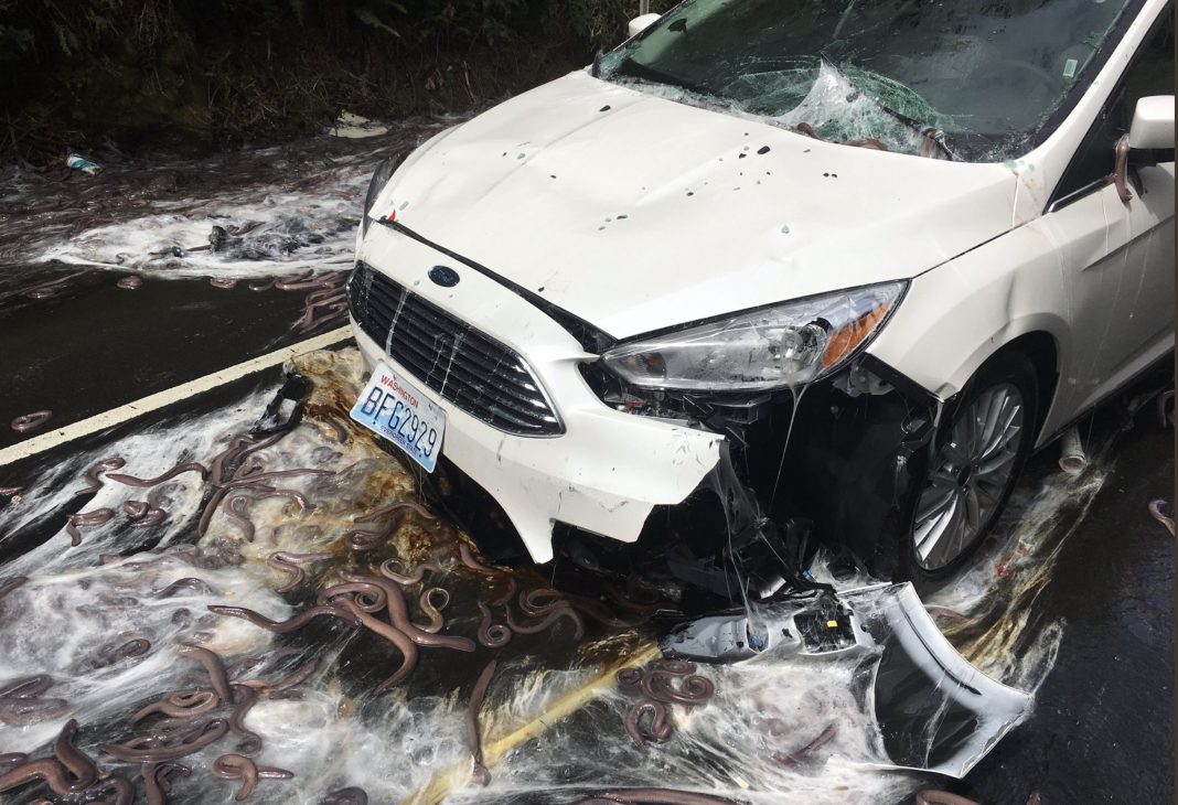 Truck Spills Slime Eels On Oregon Highway, Causing Pileup Crash