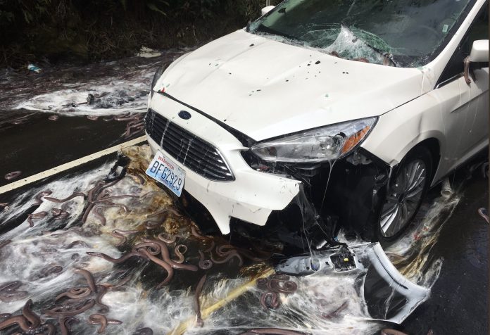 Truck Spills Slime Eels On Oregon Highway, Causing Pileup Crash
