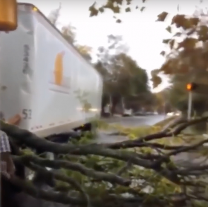 VIDEO: Semi truck stuck and broke a huge tree