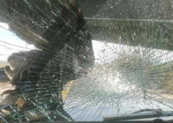 Truck driver captures moment buzzard hits and shatters his windshield