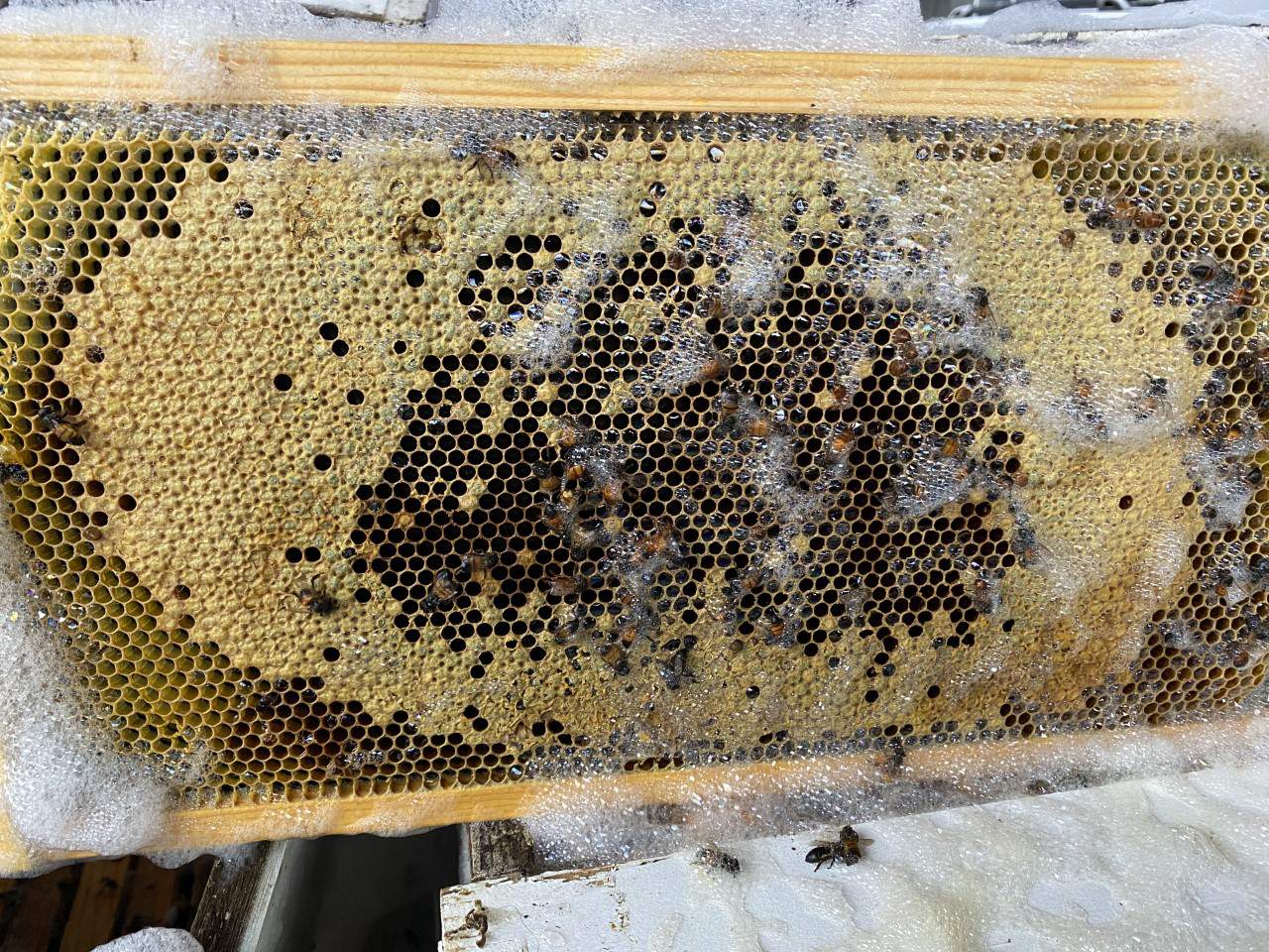 Swarms of bees freed, killed after rig overturns