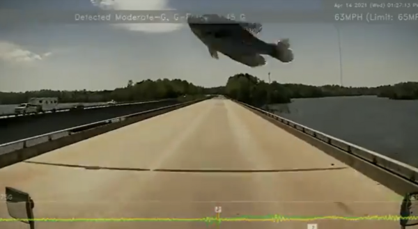VIDEO: 'Flying' fish gives trucker a fright