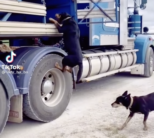 Watch how these working dogs vault into the semi trailer