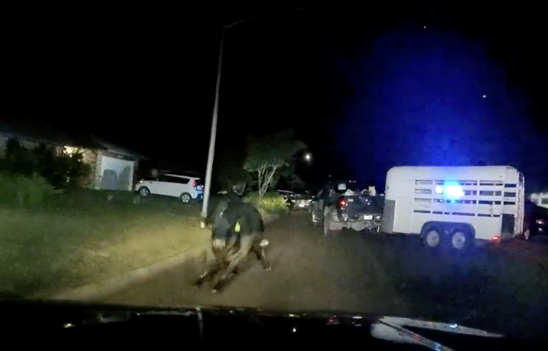 Bull breaks free from trailer while owner grabs tacos