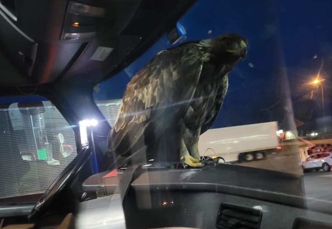 Trucker calls for help in wrangling eagle running loose in cab