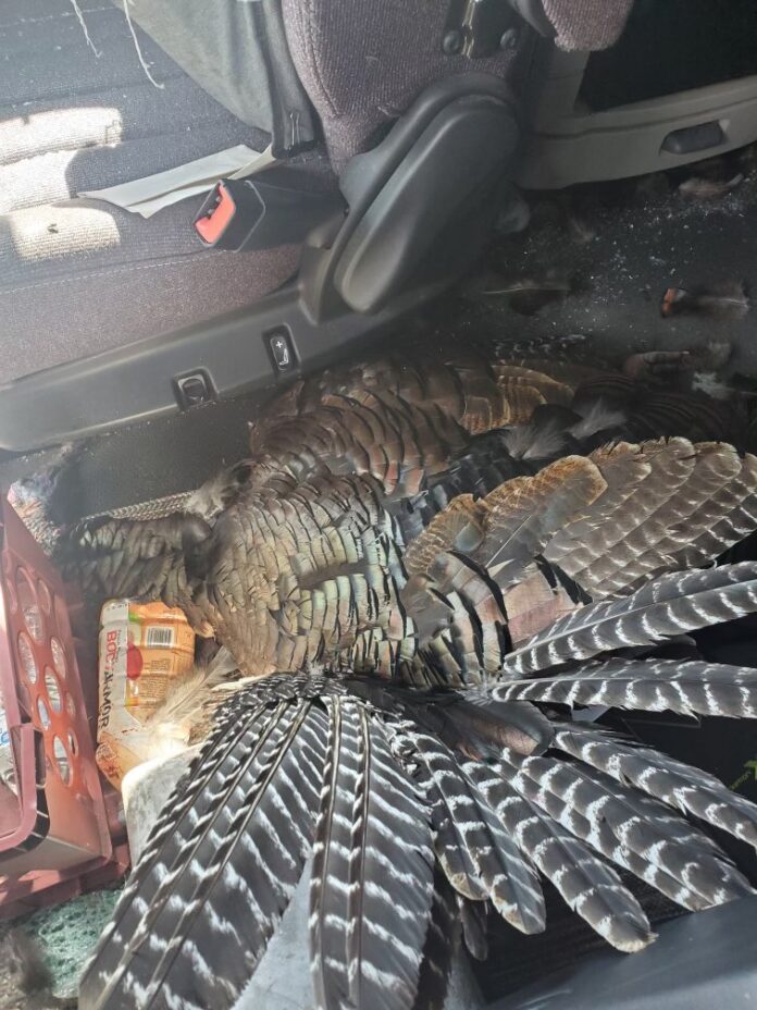 Turkey strike causes semi crash, sends trucker to the hospital